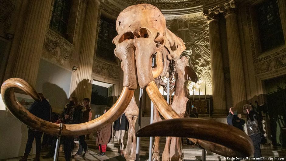 Hacían el metro de Bruselas y hallaron mamuts – DW – 16/02/2024