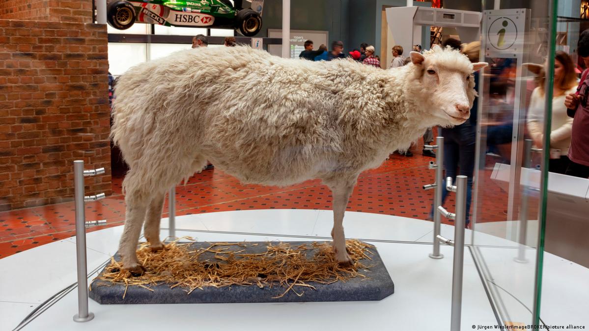 Ostavština klonirane ovce: 25 godina Dolly – DW – 22.02.2022