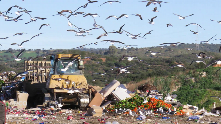 Plastic waste a threat to seagulls in Spain – DW – 10/27/2022
