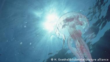 Mapping the world's oceans — a blessing or a curse? – DW – 09/21/2025