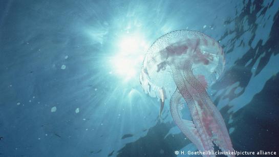 Land and sea surface temperature hotter than ever before – DW – 08/04/2023