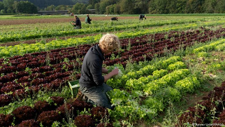 Germany: Why are young people shunning farming? – DW – 07/18/2024