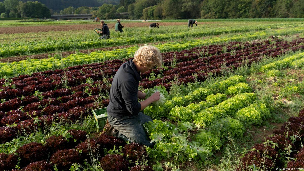 Germany: Why are young people shunning farming? – DW – 07/18/2024