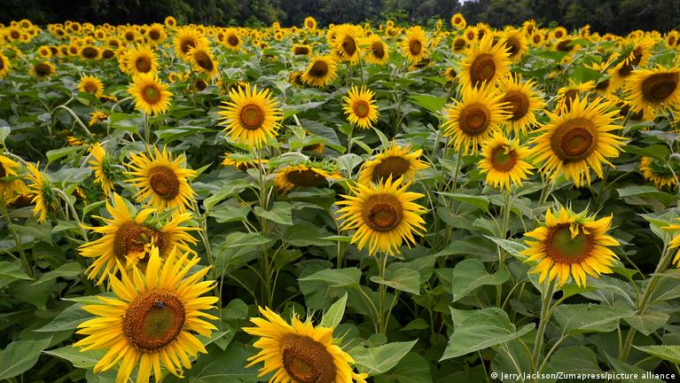 Mystery solved: How plants 'see' light