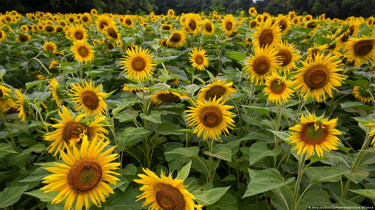 Mystery solved: How plants 'see' light – DW – 11/24/2023