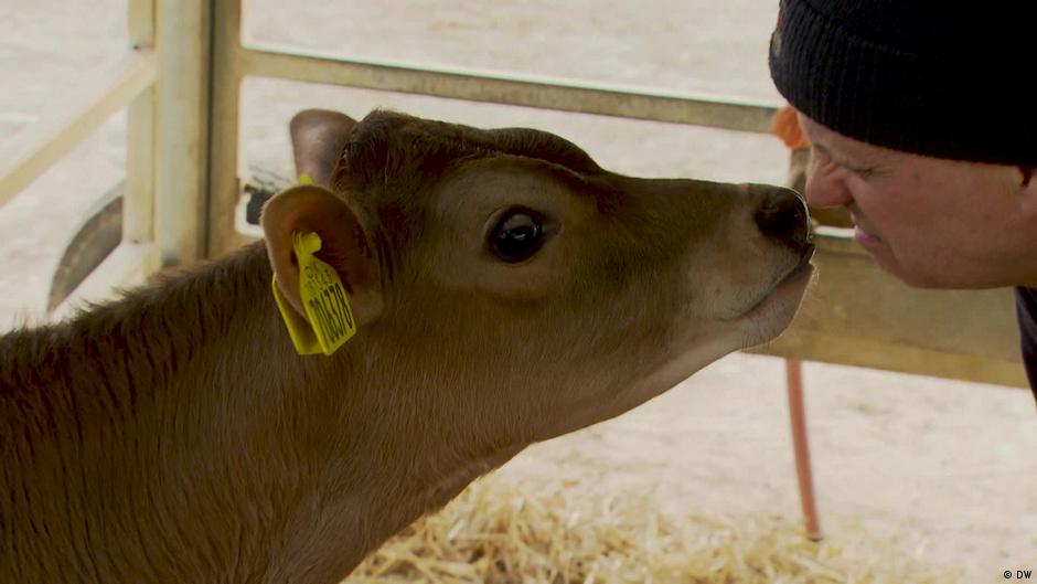 Eco-friendly cows – DW – 06/03/2022