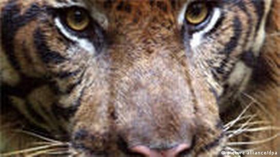 Saving tigers from extinction – DW – 02/24/2011