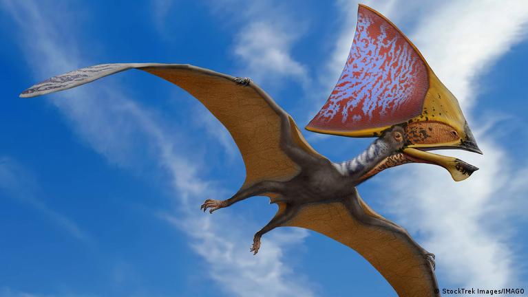 Pterossauro do Brasil abala teorias sobre evolução das penas – DW – 22 ...