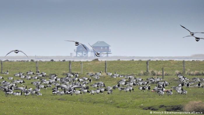 Warum die zehn deutschen Halligen so besonders sind | Alle ...