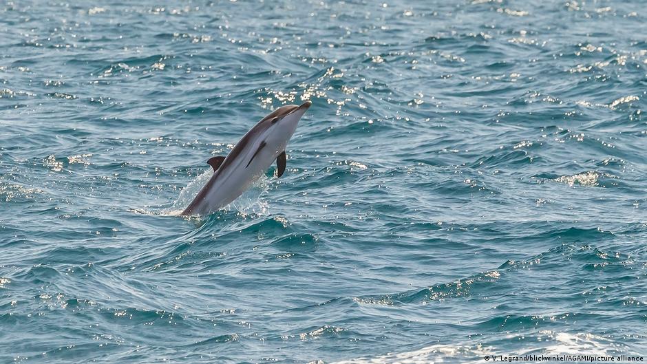 Delfín herido se libera él mismo de un arpón en España – DW – 17/11/2022