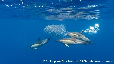 Russia posts trained dolphins at Black Sea naval base – DW – 04/29/2022