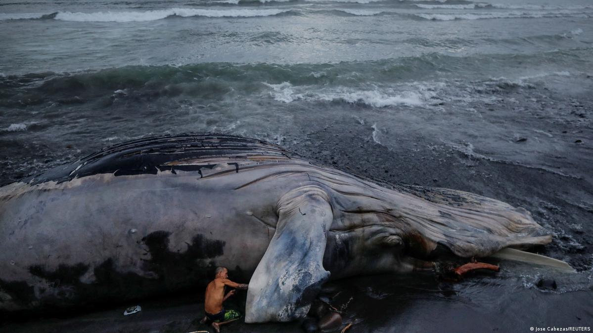 Hallan "tesoro" de 500.000 euros en un cachalote muerto – DW – 06/07/2023
