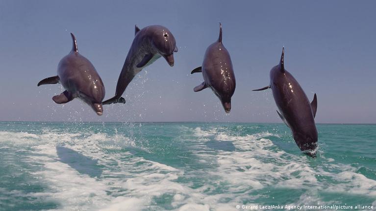Dolphins have to shout over noise pollution