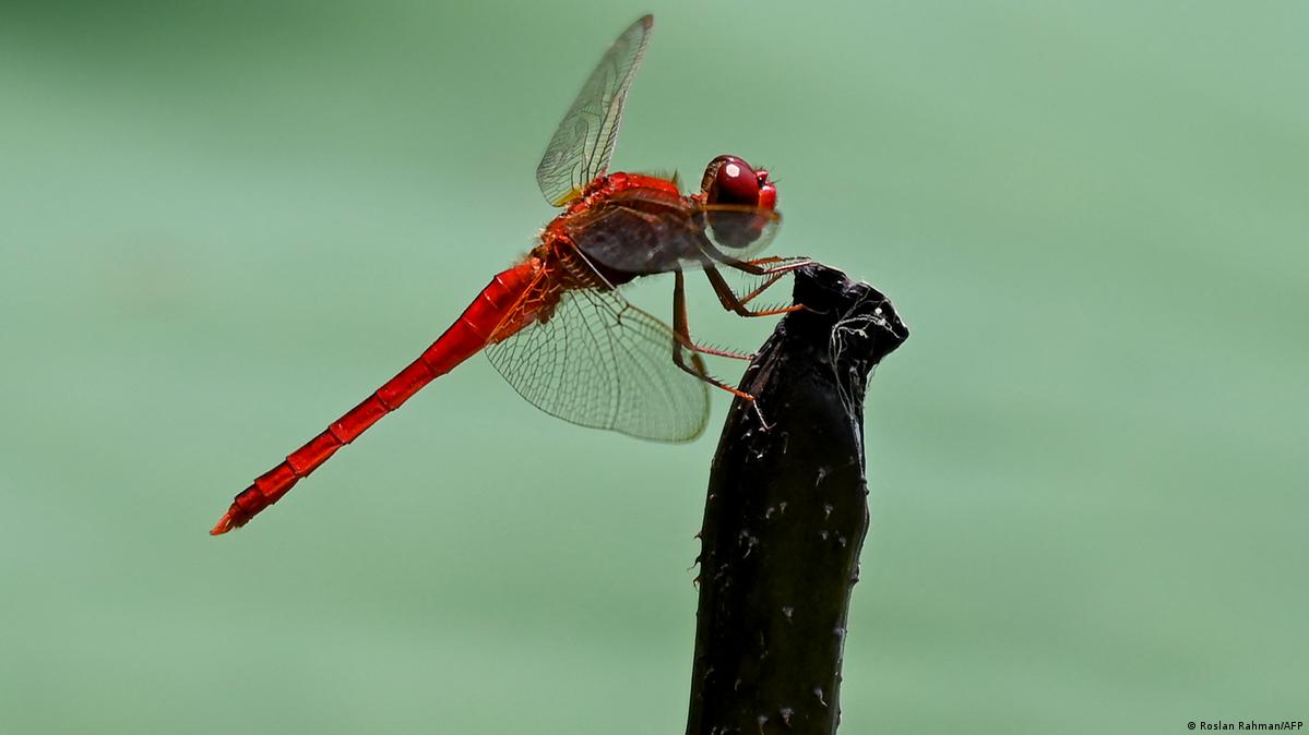 Libélulas inspiran nuevos materiales que repelan microbios – DW – 13/02 ...