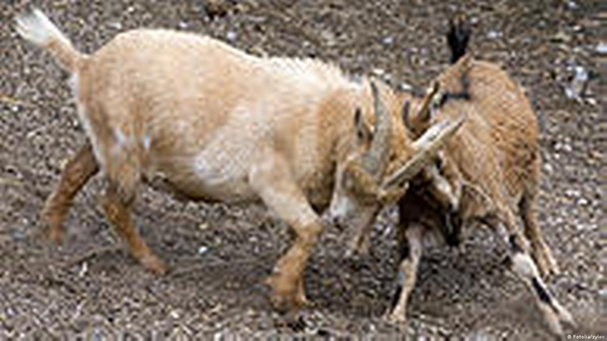 Zickenkrieg – DW – 10/12/2011