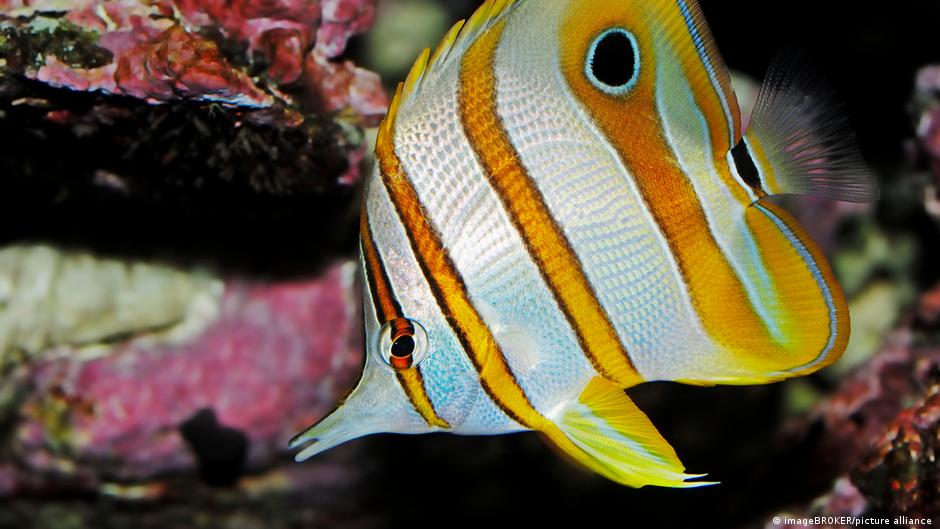 'Ugly' fish more likely to be endangered