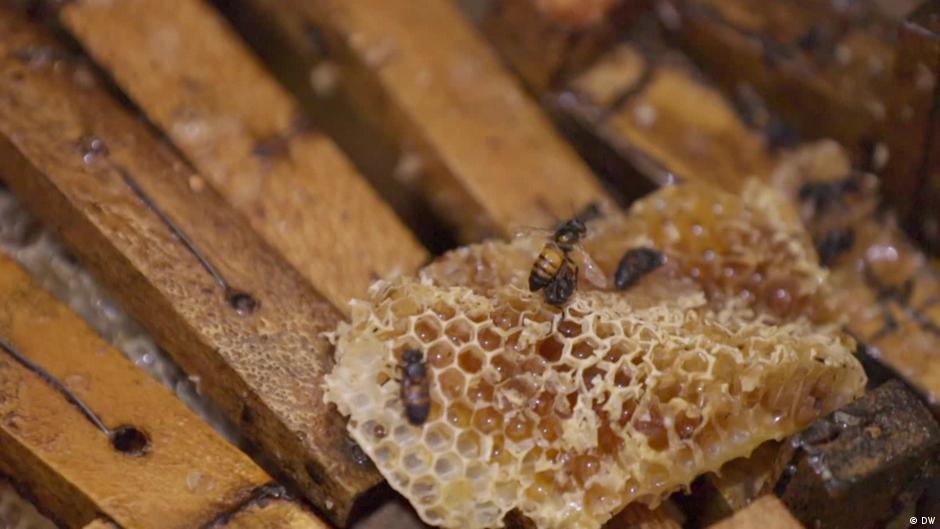 Planting indigenous trees – DW – 06/16/2022