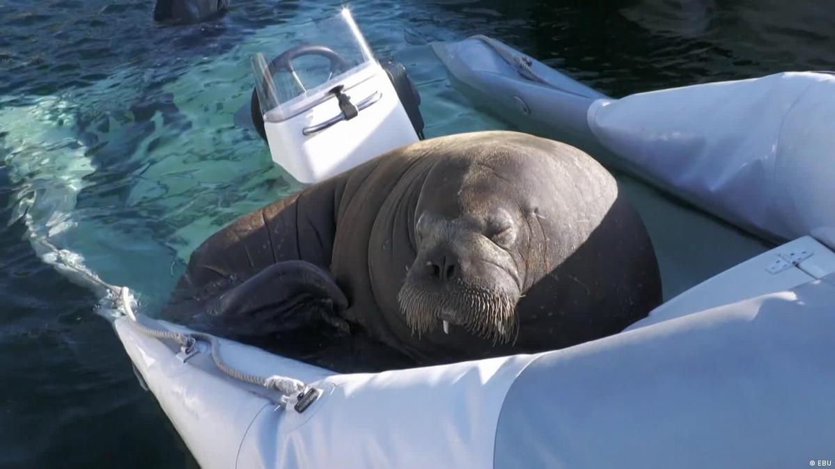 Freya: Sculpture of euthanized walrus unveiled in Norway