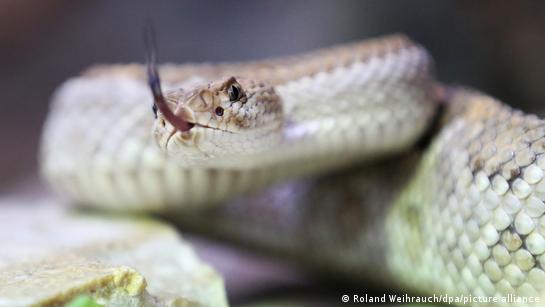 More than 110 snakes found on German farm – DW – 06/27/2022