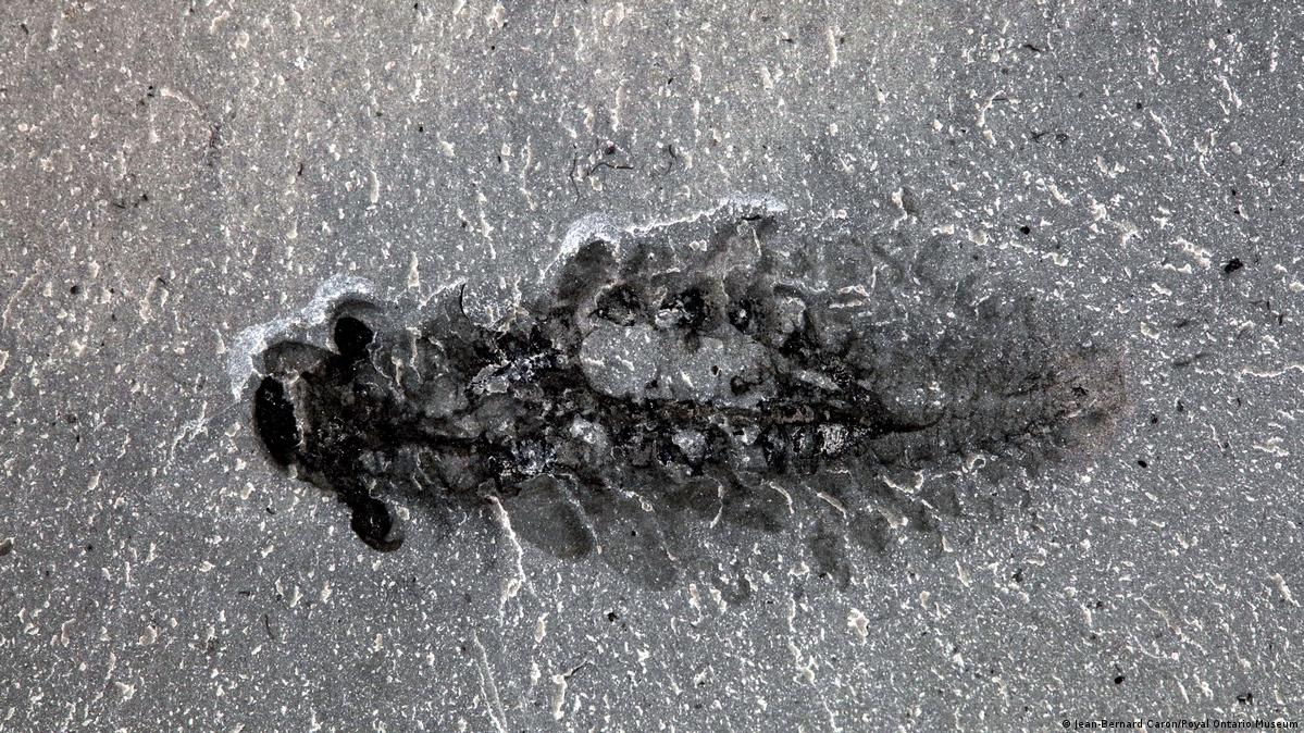Raro fósil hace replantear la evolución de insectos y arañas