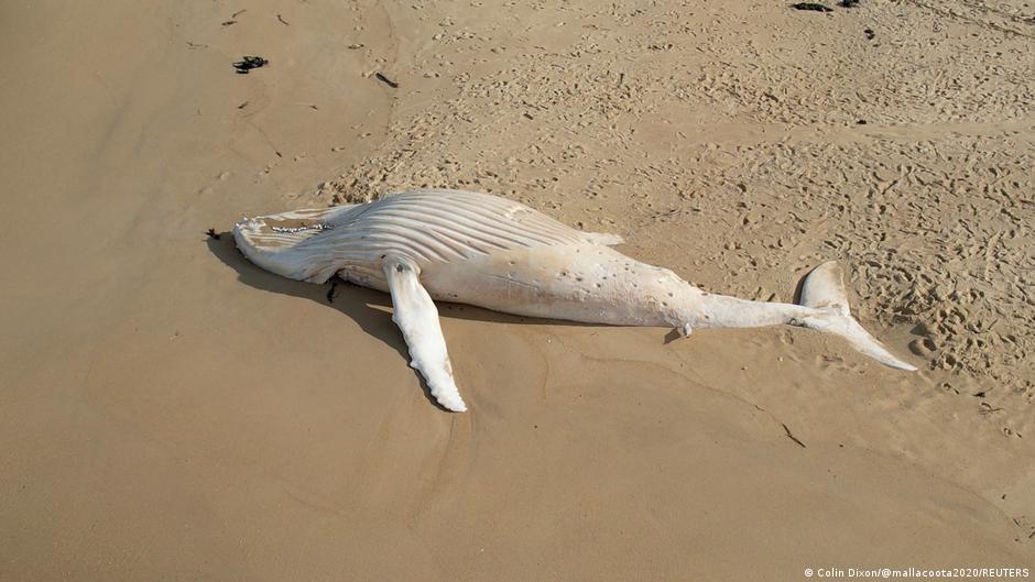 Hallan a rara ballena albina muerta en playa de Australia – DW – 18/07/2022