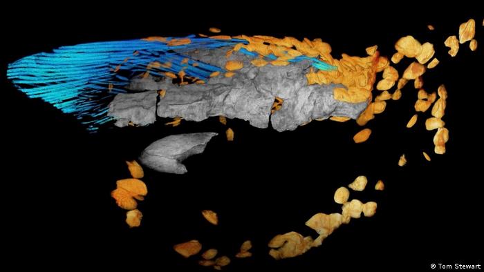 Hallan fósil de pez de cuatro patas que se aventuró en tierra firme ...