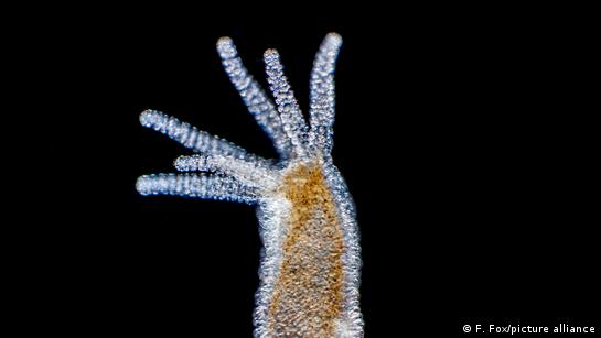 Amazing Planet: Are hydra really immortal? – DW – 08/19/2022