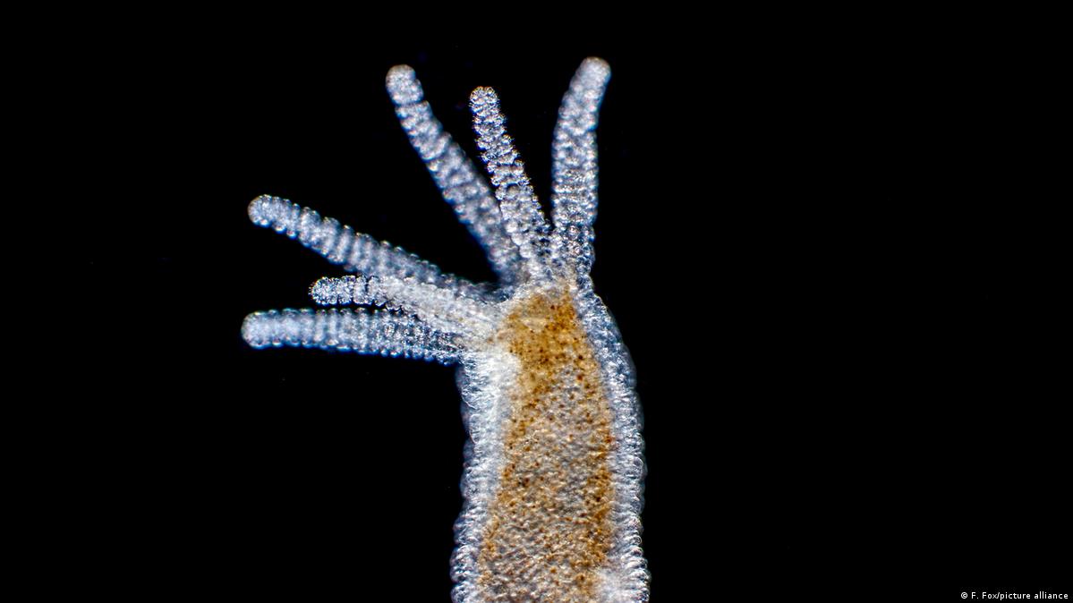 Amazing Planet: Are hydra really immortal? – DW – 08/19/2022