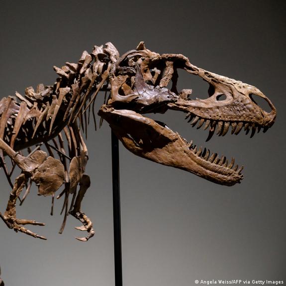 Real Dinosaur Bones