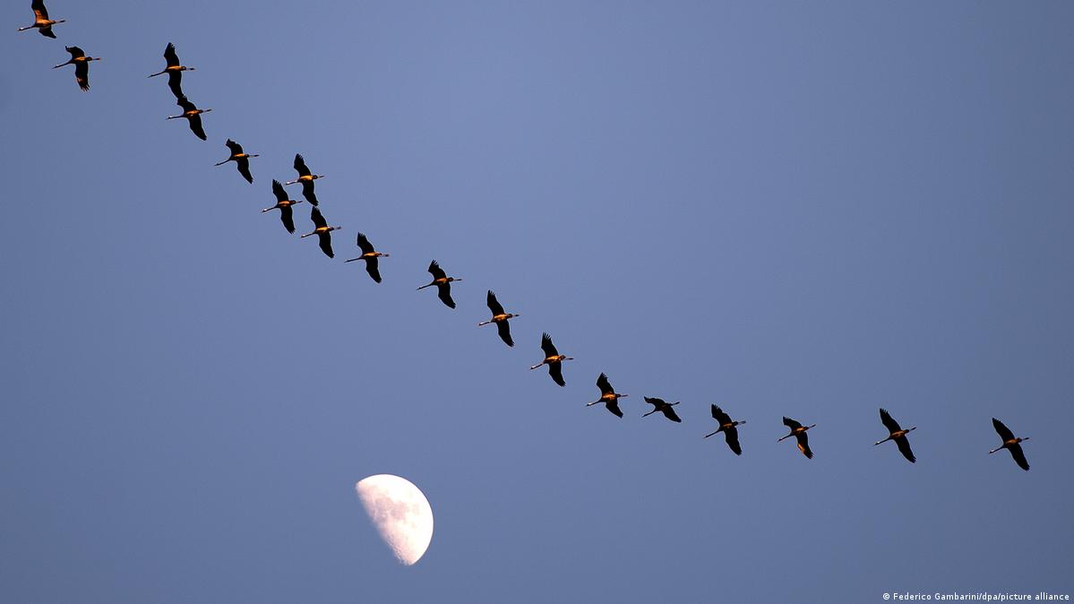 How climate change is altering bird migration