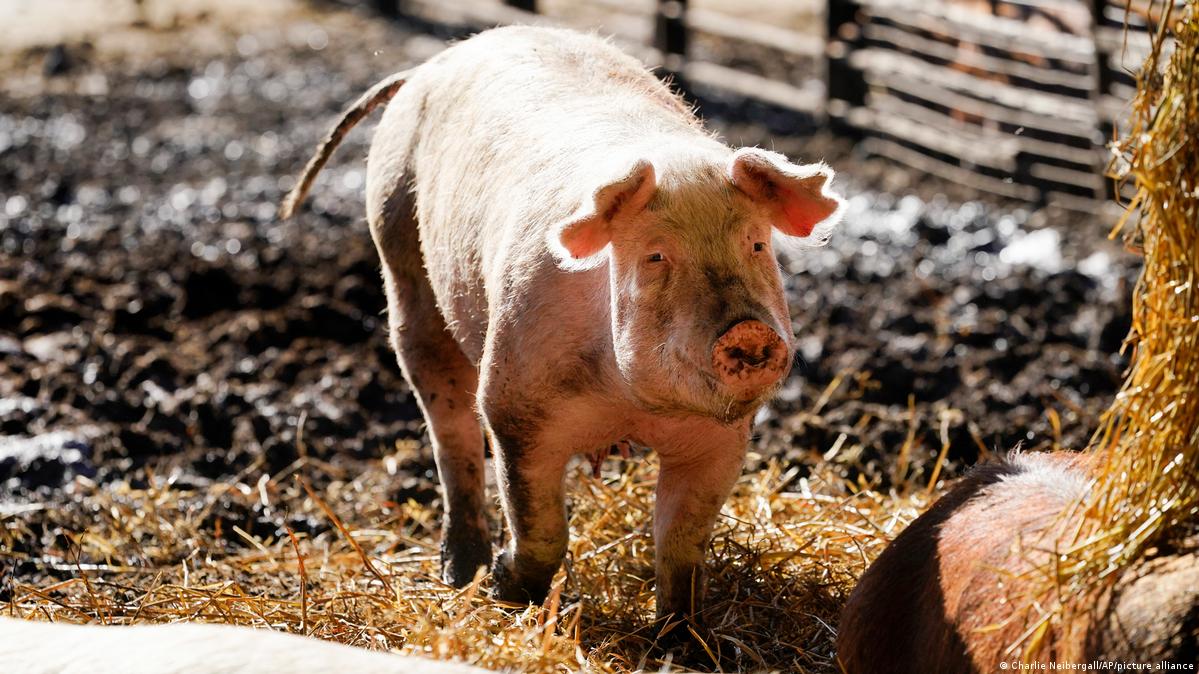 Tecnología restablece funciones de órganos de cerdos muertos – DW – 04 ...