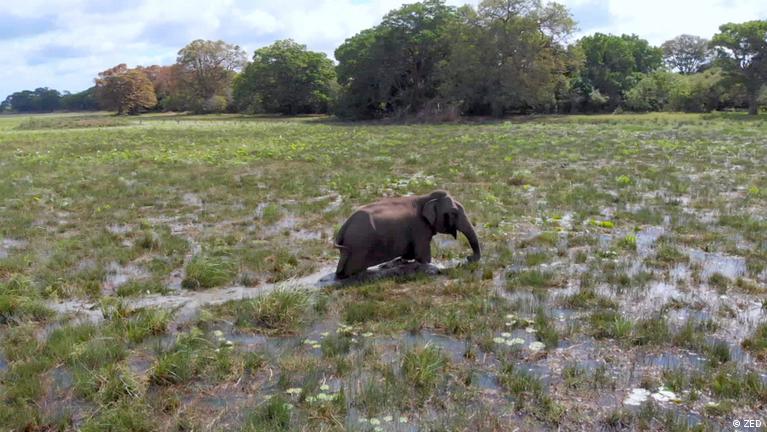 Nature’s Survivors - The Adaptability of Wildlife