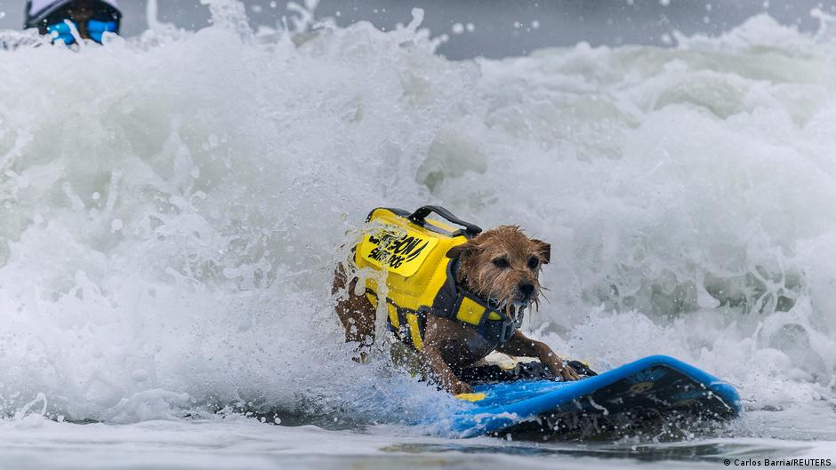 When dogs ride the wave: Surfing on all fours – DW – 08/08/2022
