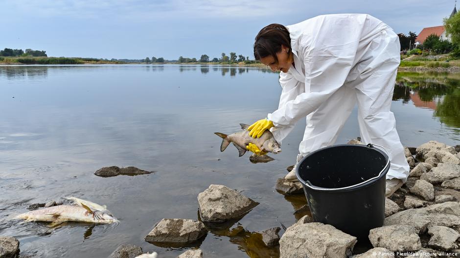 Germany: Oder River mass fish deaths most likely caused by algae ...