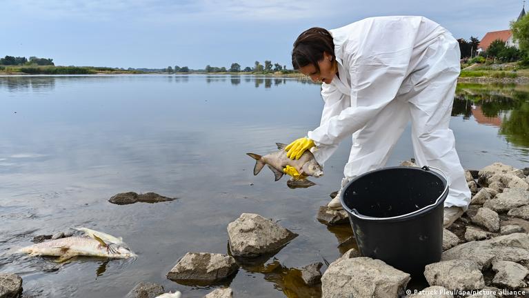 Could a mass fish die-off in the Oder River happen again?