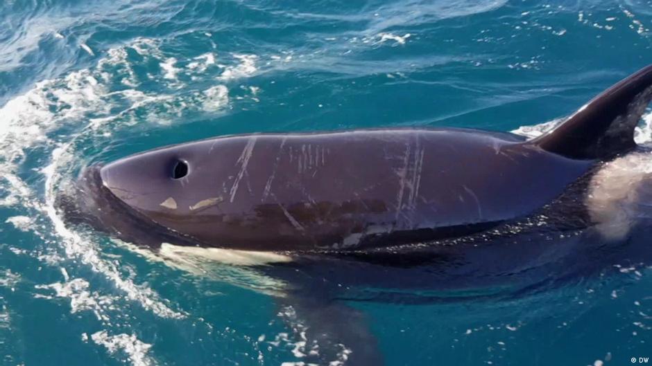 Orca attacks in Spain – DW – 10/06/2022