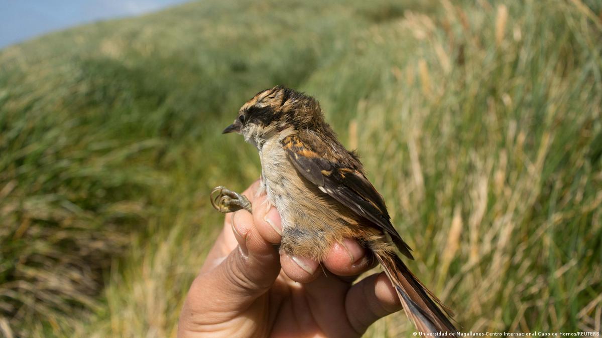 New bird species found on South America's tip – DW – 08/27/2022