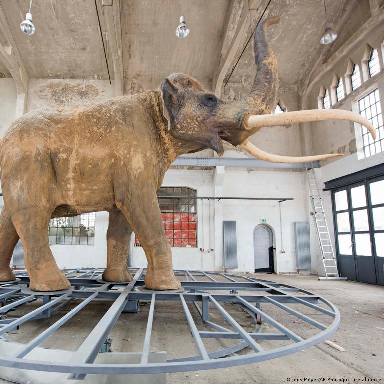Colmillos De Elefante