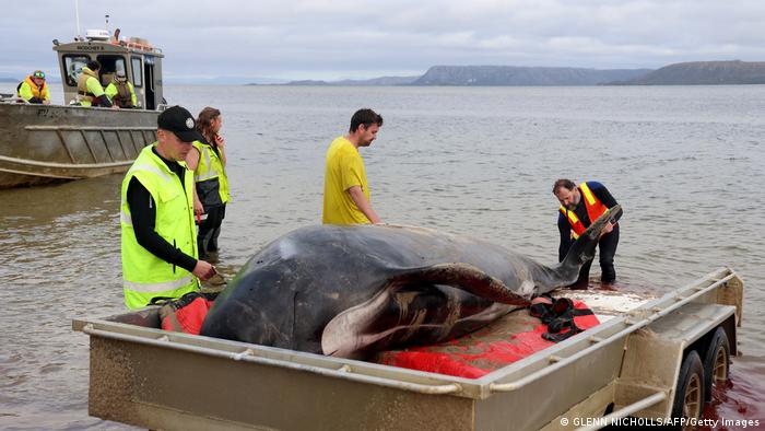 Rund 30 gestrandete Wale in Tasmanien gerettet | Aktuell Welt | DW | 22 ...