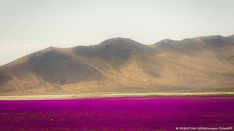 El desierto de Atacama en flor