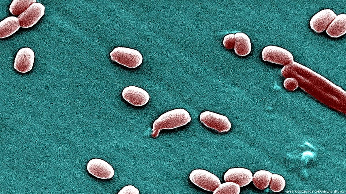 Detectan actividad inesperada en bacterias "muertas" – DW – 10/10/2022