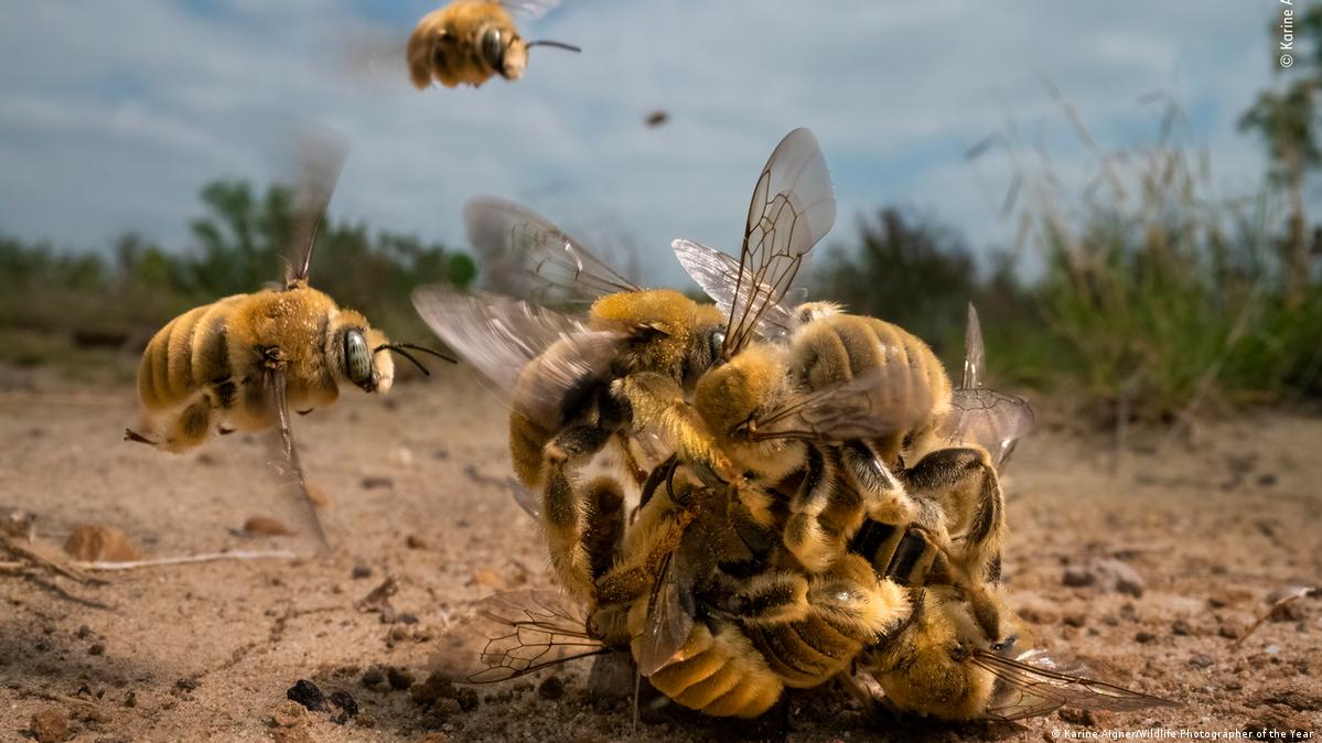 Wildlife photo of the year a 'big buzz' – DW – 10/12/2022