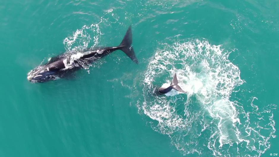 Is climate change behind whale weight loss? – DW – 10/13/2022