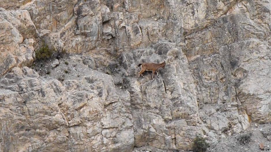 How Pakistan is trying to save its national animal – DW – 10/18/2022