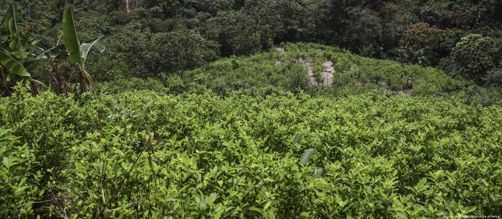 Coca Plant In Columbia South America