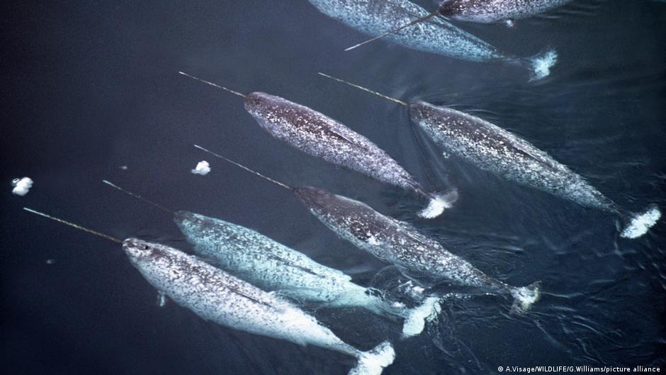 El "unicornio de los mares" cambia comportamiento migratorio
