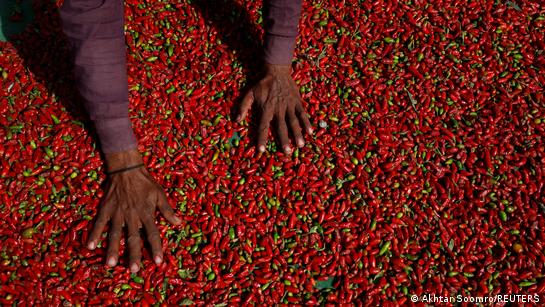 Pakistan: Chili pepper farmers struggle with extreme climate conditions ...