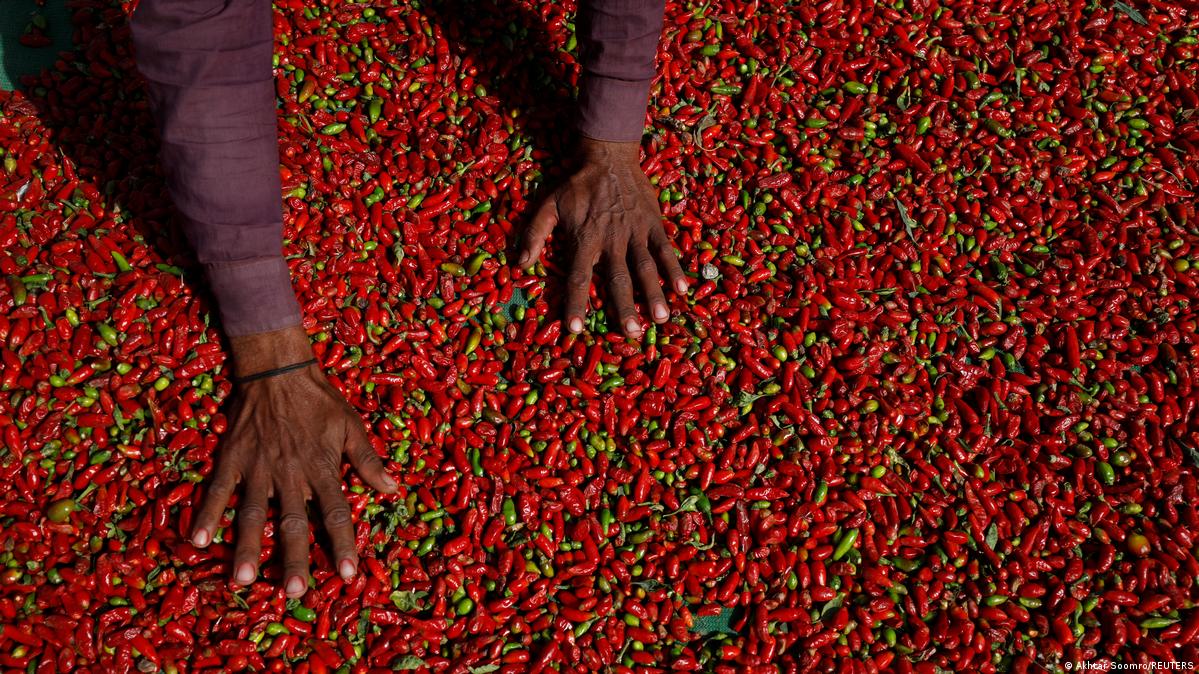 Pakistan: Chili pepper farmers struggle with extreme climate conditions