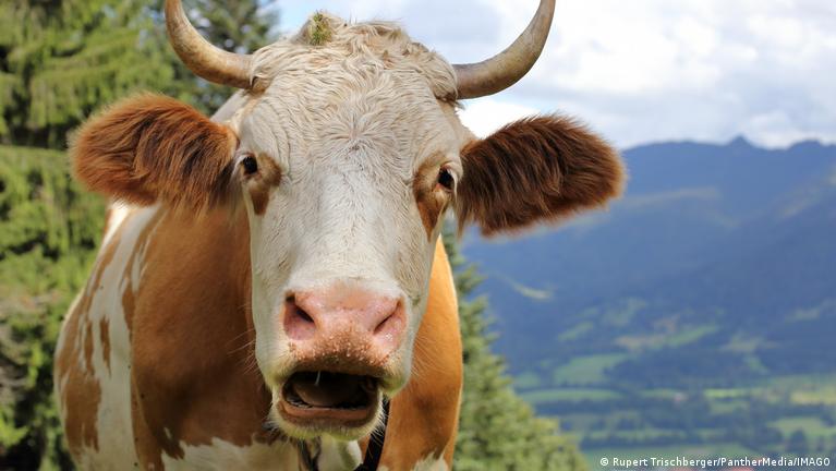 Vacas alimentadas con cáñamo producen leche con THC – DW – 15/11/2022