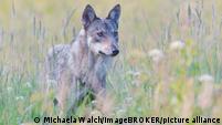 Claims of increased wolf attacks in Slovakia divide opinion – DW – 11 ...